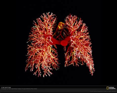 Respiratory System Wallpapers Top Free Respiratory System Backgrounds
