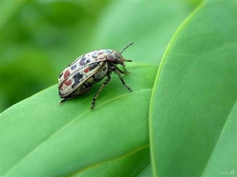 Dream About Python Meaning And Interpretation Wisdom Of The Spirit