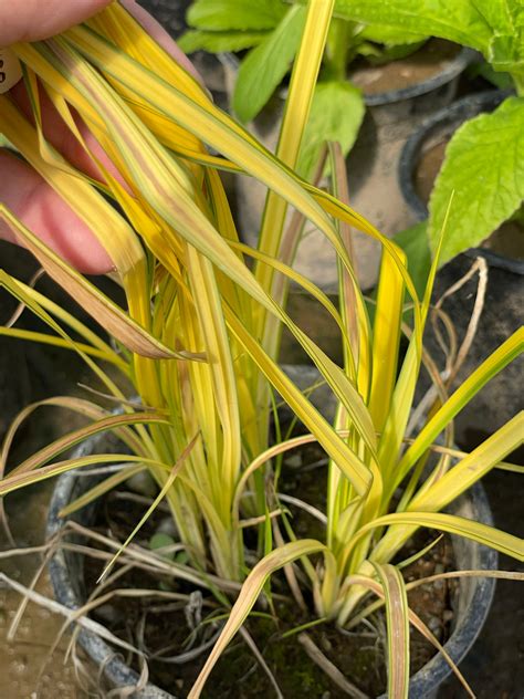 Carex Elata Bowles Golden Sedge Pond Plants Of America
