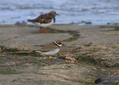 Common Ringed Plover 10 000 Birds