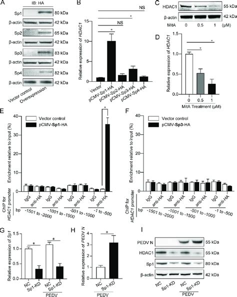 Transcription Factor Sp1 Acted As The Key Regulator Of HDAC1 Download Scientific Diagram