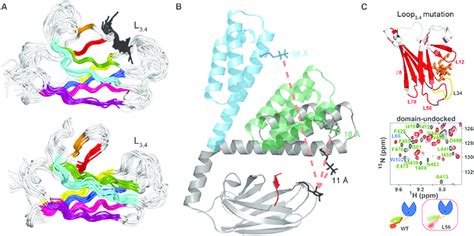 Conformational Dynamics Of The Hsp70 Substrate Binding Domain A Download Scientific Diagram