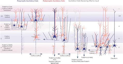 Local Circuit Excitatory Spiny Cell Targets Of Pyramidal And Spiny