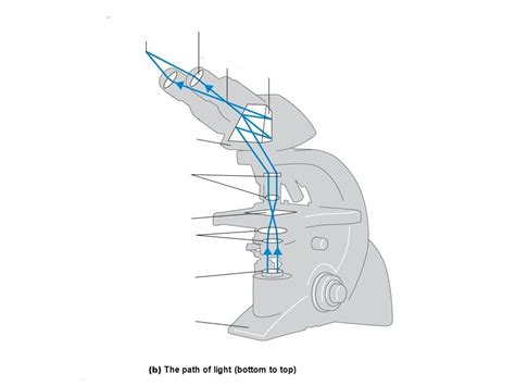 Biol 241 Path Of Light Diagram Quizlet