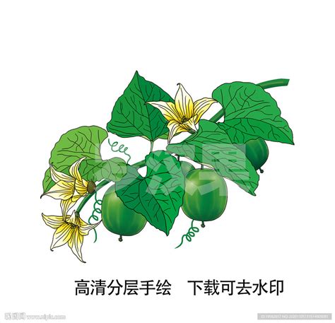 罗汉果设计图 包装设计 广告设计 设计图库 昵图网