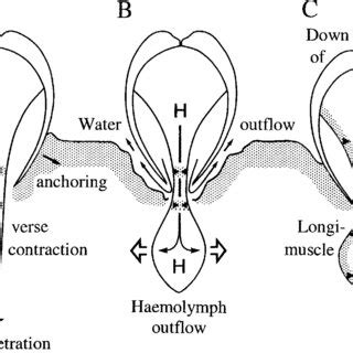 The Sequence Of Burrowing In A Bivalve S Shell B Main Body F Download Scientific
