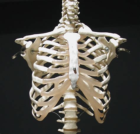 Rib Cage Names Of Bones Anatomy Functions Labeled 55 Off