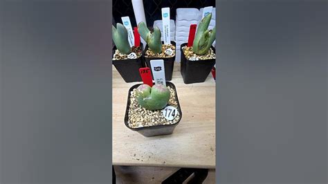 한선원 라이브 다육판매영상 다육판매방 다육판매하는곳 다육이 다육이를부탁해 다육이판매영상 다육이라이브 다육이화분 선인장 코덱스 코노피튬 Youtube