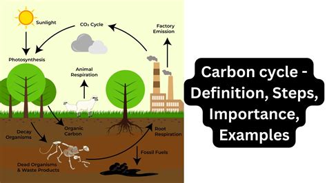 Carbon Dioxide Cycle Steps Science General