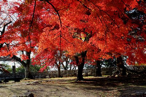 国宝彦根城玄宮園の紅葉の旅 ab8361のブログ