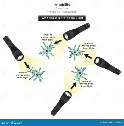 Irritability In Protozoa Infographic Diagram With Example Of Amoeba Irritated By Light Vector