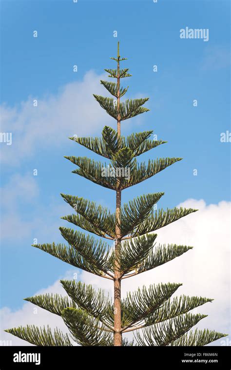 Tree Against The Blue Sky With Clouds Stock Photo Alamy