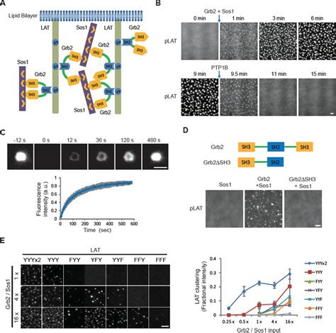 Multivalent Interactions Drive Lat Cluster Formation A Schematic Of