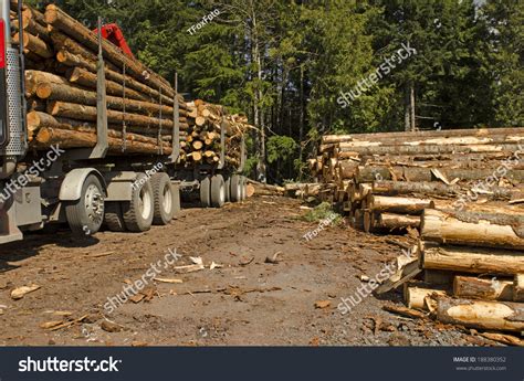 Log Loader Forestry Machine Loads Log Stock Photo Shutterstock