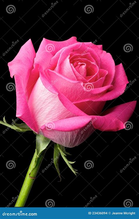 Hot Pink Rose On Black Background Stock Images Image 23436094