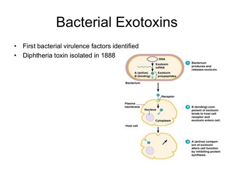 Bacterial Exotoxins