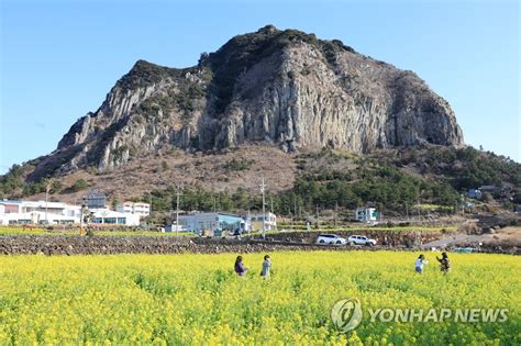 지금 제주는 유채꽃 천국 연합뉴스