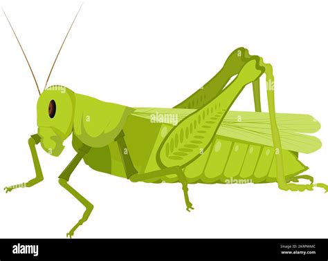 Green Grasshopper Illustration Vector On A White Background Stock