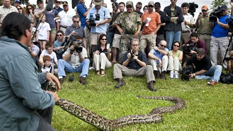 Why Guns Arent Allowed In The Florida Python Challenge