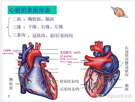 医学笔记，系统解剖学 29 心血管系统[心脏] 知乎