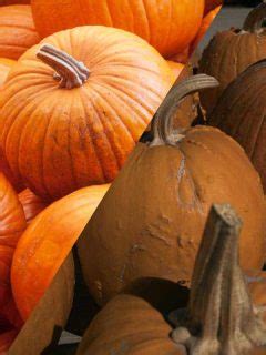 Growing Giant Pumpkins