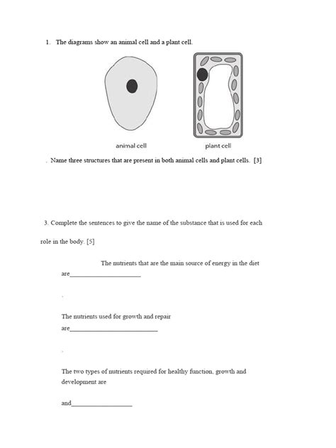 Year 7 Biology Pdf Gastrointestinal Tract Digestion