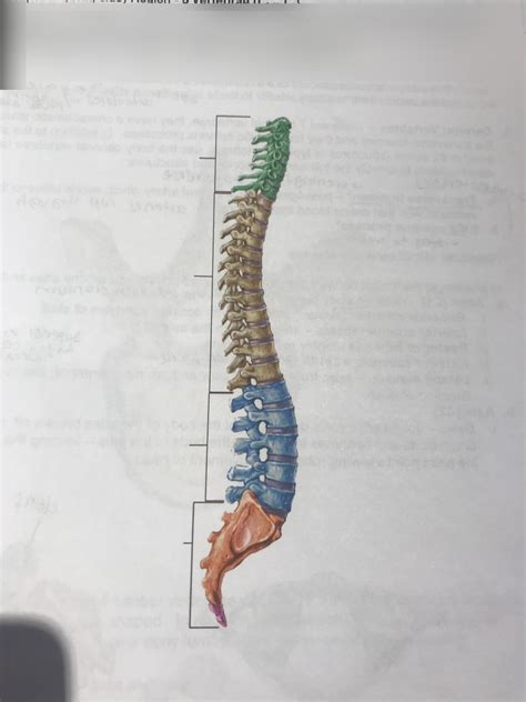 Divisions Of The Vertebral Column Diagram Quizlet