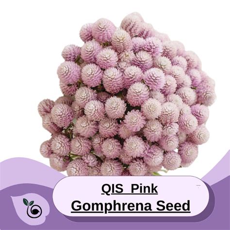 Gomphrena Seed Qis Pink Etsy
