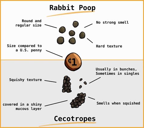 17 Ways To Know If Your Rabbit Is Sick