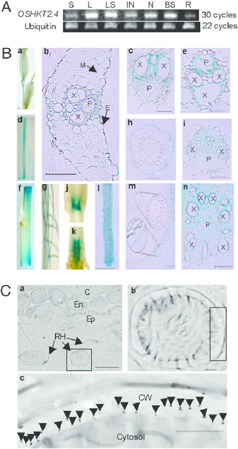Expression Pattern And Subcellular Localization Of Oshkt24 Protein