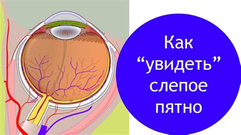 Как "увидеть" слепое пятно - строение глаза человека - YouTube
