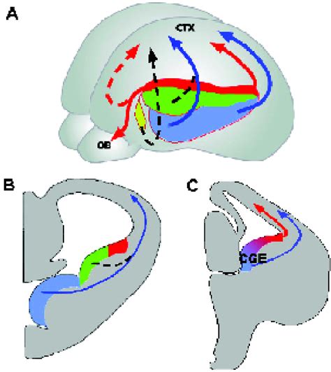 Figure 1 From Cortical Interneurons And Their Origins Semantic Scholar