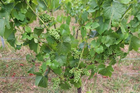 Know Your Vines 7 How To Optimise Your Yield Prediction And The Power