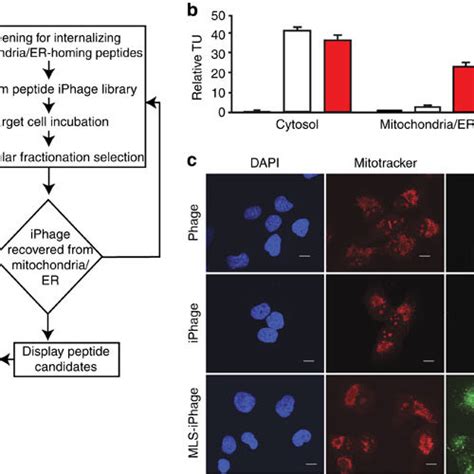 Systematic Approach For Mammalian Organelle Targeting A Organelle Download Scientific Diagram
