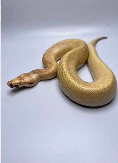 Magpie Matrix66 Het Albino T Blood Python By Li Reptiles Magpie Matrix66 Het Albino T Blood Python By Li Reptiles