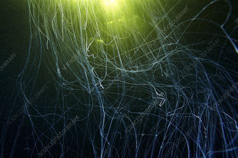 Cyanea Jellyfish Tentacles Stock Image C0459036 Science Photo