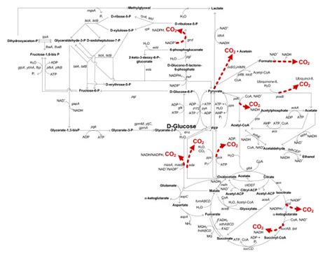 Escherichia Coli Central Metabolism Co2 Forming Reactions Are Download Scientific Diagram