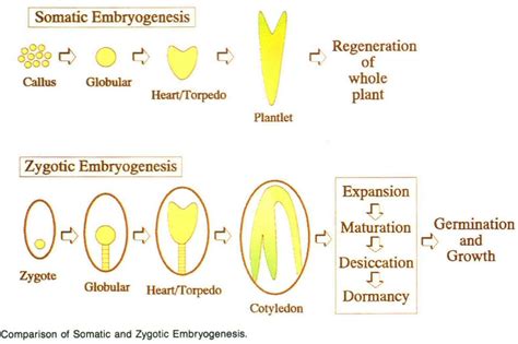 Plant Embryogenesis