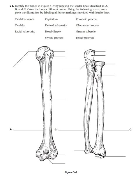 Bone Markings Tuberosity