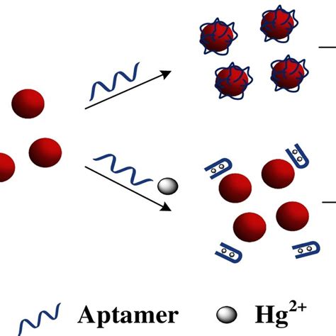 Schematic Illustration Of The Colorimetric Sensing Hg²⁺ By