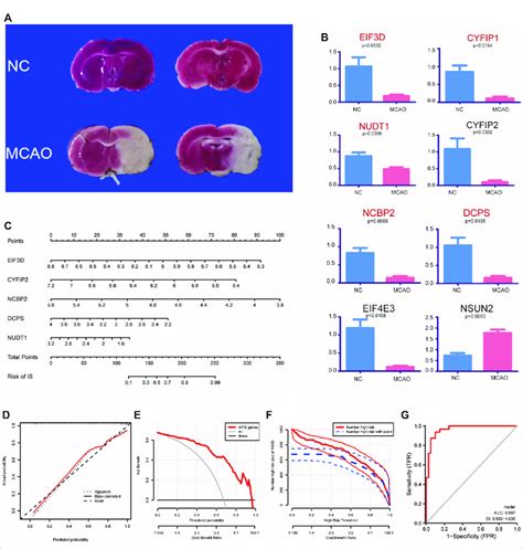 Experimental Validation And Clinical Prediction Models A Ttc