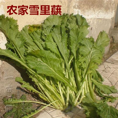 大叶雪里蕻图片 雪里蕻图片 蔬菜雪里蕻图片 第2页 大山谷图库