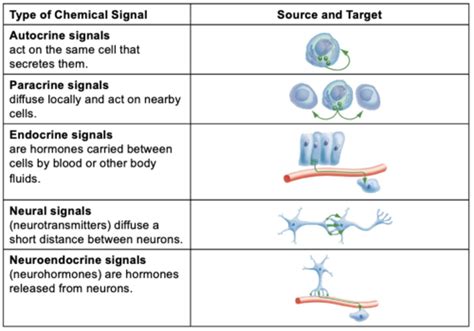 Biology Chp 46 Cell To Cell Signaling Flashcards Quizlet