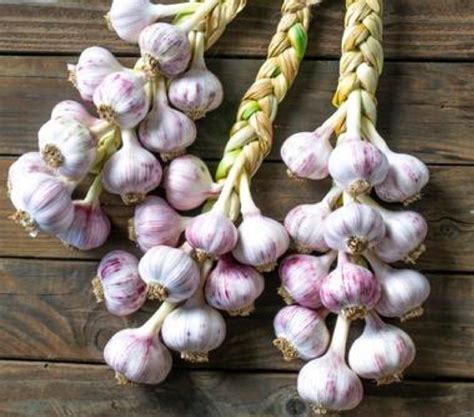 How To Braid And Cure Fresh Garlic Prana Produce