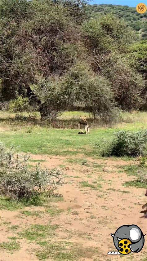 شیر گرسنه یک میمون را روی شاخه درخت شکار کرد فیلو