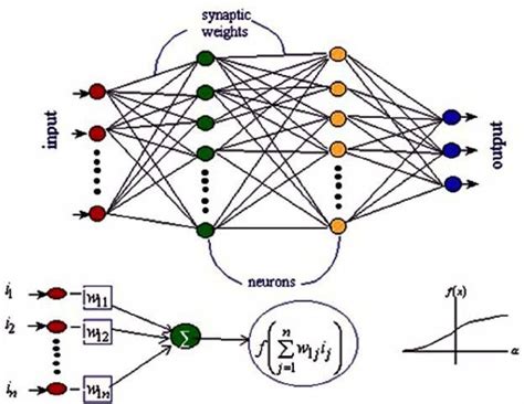 Mlp Structure And Function Download Scientific Diagram