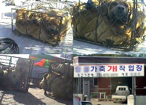 개고기 보신탕의 모든것 3부 운송 개장수 차 운반 네이버 블로그