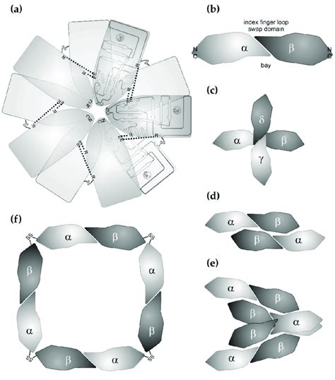 Supramolecular Structures Of Canonical C Type Lectins And C Type Download Scientific Diagram