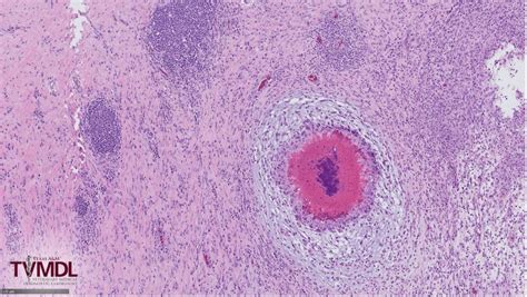 Facial Nodular Cellulitis In Broiler Breeder Pullets Texas Aandm Veterinary Medical Diagnostic
