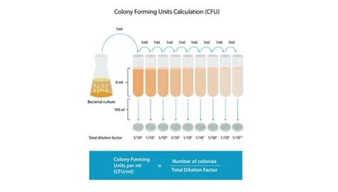 How To Quantify Bacterial Cultures From Cfu And Od To Counting Chamber Eppendorf United Kingdom